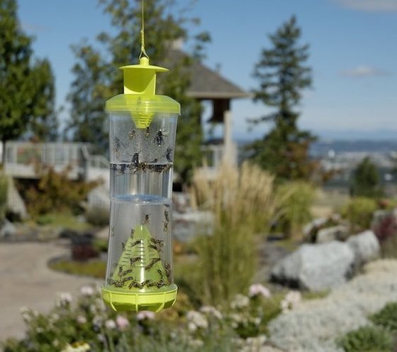 5 Best Insect Traps - Apr. 2018 - BestReviews